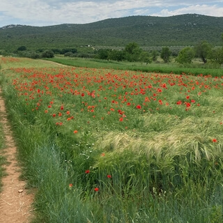 Core Values | Alexandra Nash