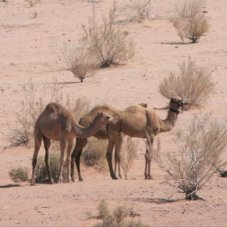 Flute - Like A Mirage | Wie Eine Fata Morgana | Hans-Jürgen Hufeisen