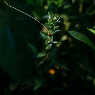 The Vow Of The Bodhisattva - Inspiration | Max Komes