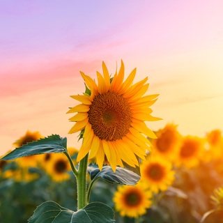 Kindness: Intention, Action, Reflection | Meredith Hooke