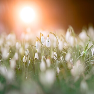 Morning Meditation & Protection: A Daily Practice | Dr Traci Moreno