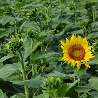 Trust The Process (Piano Meditation) | Tim Ellerbe