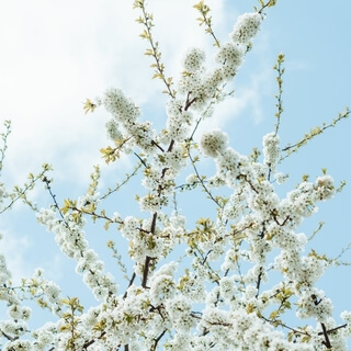 Affectionate Body Scan (Blooming Of A Lotus) | Alpesh Parikh, MMTCP