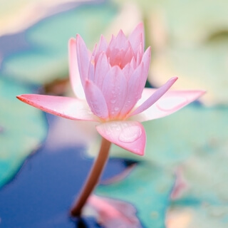 25 Minute Meditation With Singing Bowl | Orgyen Chowang Rinpoche