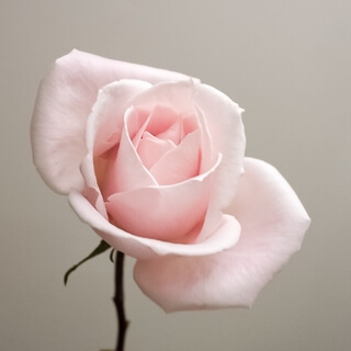Transmute Negative Emotions With A Rose | Bianca Campbell