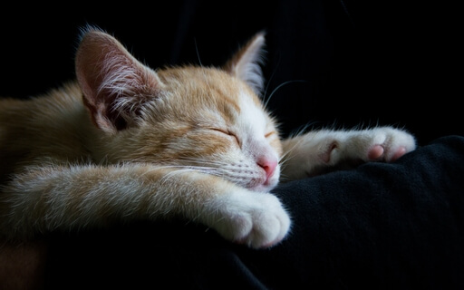 Sleep | Insight Timer