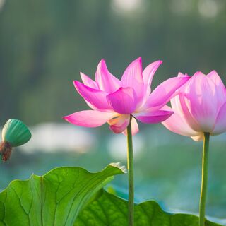 Mindfulness para insônia - Durma em poucos minutos | Grace Leal