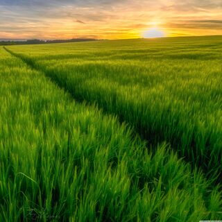 Declutter The Mind | Morning Meditation | Cory Cochiolo