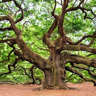 Grounding Meditation - The Majestic Oak Tree | Eliza Bella