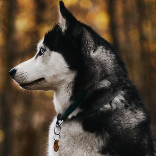 Visualize Meeting With Your Upper Right Second Molar (2) | Holistic ...