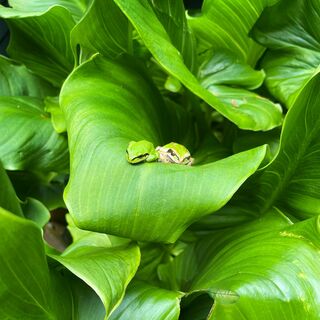 Meditation For Love And Connection: Soulmate Attraction | Kate