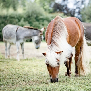 El Burro y el Caballo | Isaiah Cortes