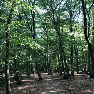 Transition | Marcus C Dolan