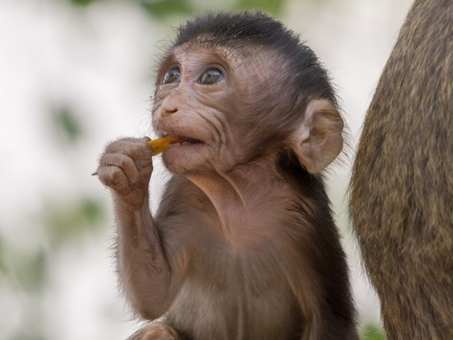 B7 La mente es como un chango sin entrenar | Ana Paula Santamarina ...