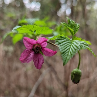 Blissful Prayer | Geri Lee Sayers