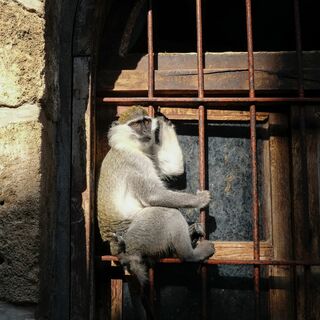 How To Tame Your Monkey Mind | Insight Timer