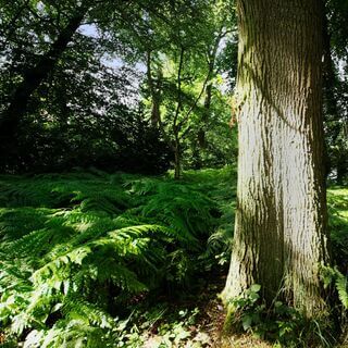 Christopher Robin's Haunted Expedition: Bedtime Story | Dan Jones