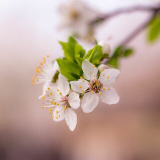 The Third Theophany Of Moses | Methods of Contemplation