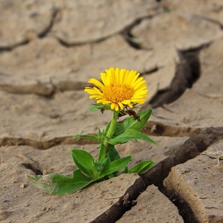 Guided Meditations for Zen - Zazen | Insight Timer