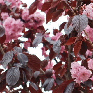 Loving Kindness For Ourselves, A Benefactor, And A Friend | Michael ...