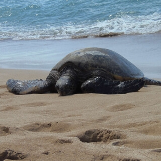 Ocean Spirit Animal Messages & Healing | Tamiah Johnston
