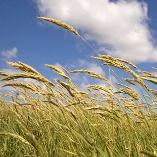 Wind Meditation | Jacqueline Watson