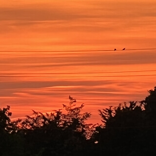 Introduction To Nature Visualization | Sierra RyanWallick