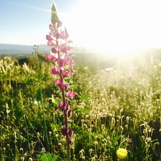 The Magic Of Self Realization - I Am A Star | Michael Mackintosh