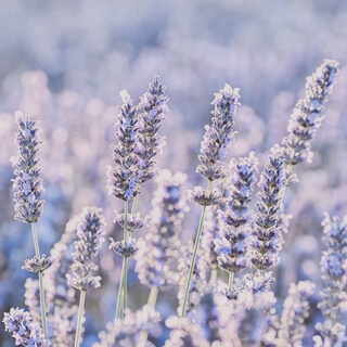 How To Sense Into Safety | Sean Fargo