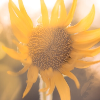 True Self-Esteem | Aluna Moon