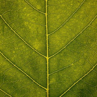 Visualizing Nature Connectedness | Penelope Mavor