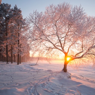 Wintermorgenmeditation | Ein kraftvoller und frischer Start | Franziska Behlert, Insight Timer