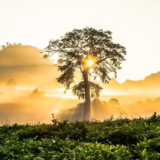 Tree Of Light (Base Chakra Activation) | Mark Keane