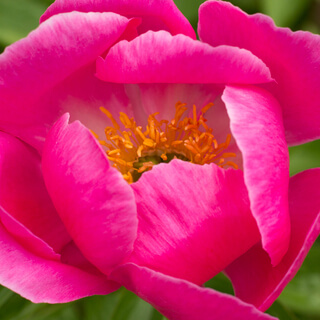 Wisdom Of The Rose | Ahsa Marandi