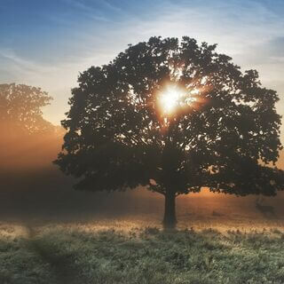 An Open And Grateful Heart: Metta Meditation For Compassion | Jyothi V ...