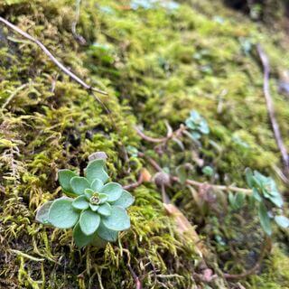 Christian Meditation: Polyvagal Theory Face-Heart Connection | A. C ...