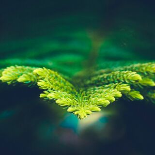 New Moon New Growth | Candy Foster