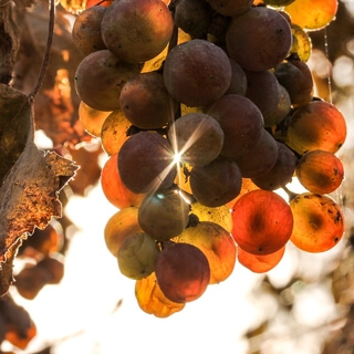 Mindful Eating Raisin Exercise | Lynn Rossy