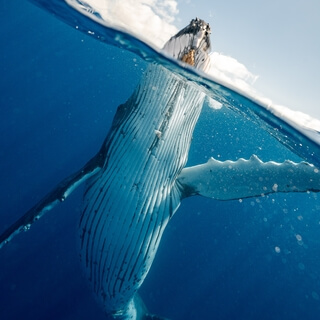 Whale Song Codes - Vibrational Upgrade | Motherlyght Ocean