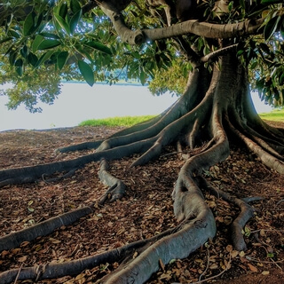 Root Chakra Healing Meditation | Roxanne Carstens