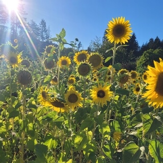 Morning Meditation - Wake Up Calm | Kelly Spillane