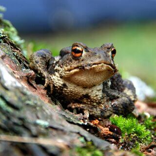 The Wind In The Willows, Chapter 6: Mr Toad | Mandy Sutter