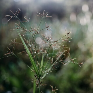 Observe The Passing Phenomena Of Life | Max Komes