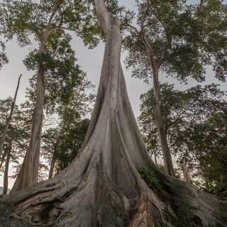 Be Your Tree Of Life | Candy Foster