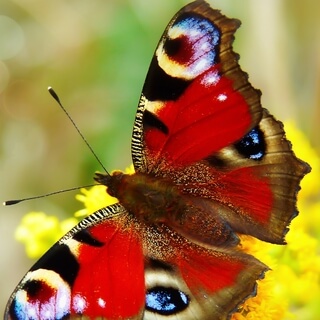 The Tale Of The Invisible Butterfly | Robert Spencer Knotts