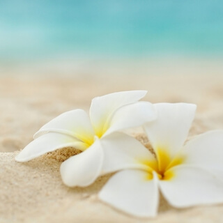 Ho'oponopono: Forgiveness Practice | Aloha Jacqueline