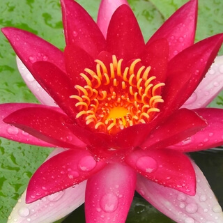 "The Temple Of My Body" ~ Sacred Womanhood Meditations | Gabriella ...