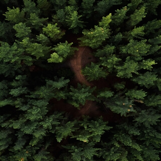 The Holy Forest | Kate Colby Nelson