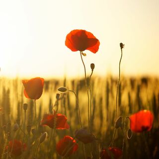 Transform Strong Emotions Into Conscious Energy | Insight Timer