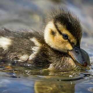 The Ugly Duckling Part Three | Mandy Sutter